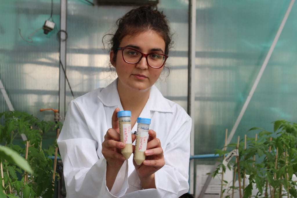 Conozca los tomates resistentes a sequía y salinidad – G5noticias