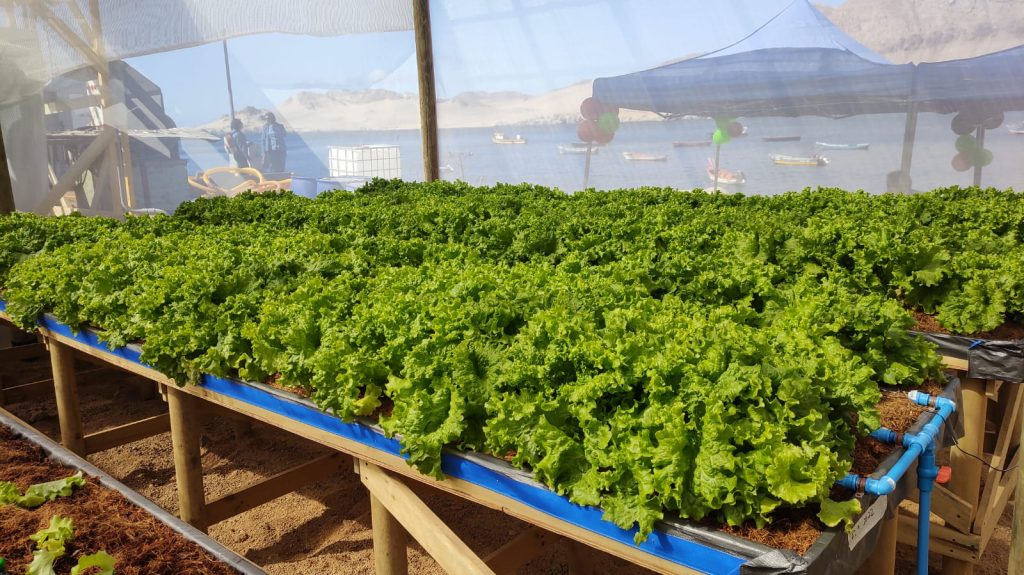 Inauguran inédito centro hidropónico a orillas del mar en caleta ...