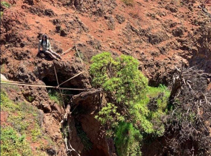Juan Fernández: Reforestan con árboles endémicos el sector Rabanal de ...