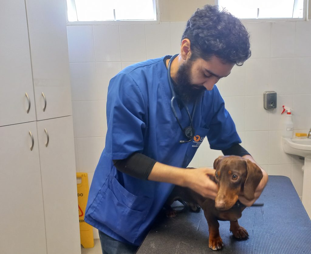 Carrera de Medina Veterinaria de UDLA invita a operativo médico para ...