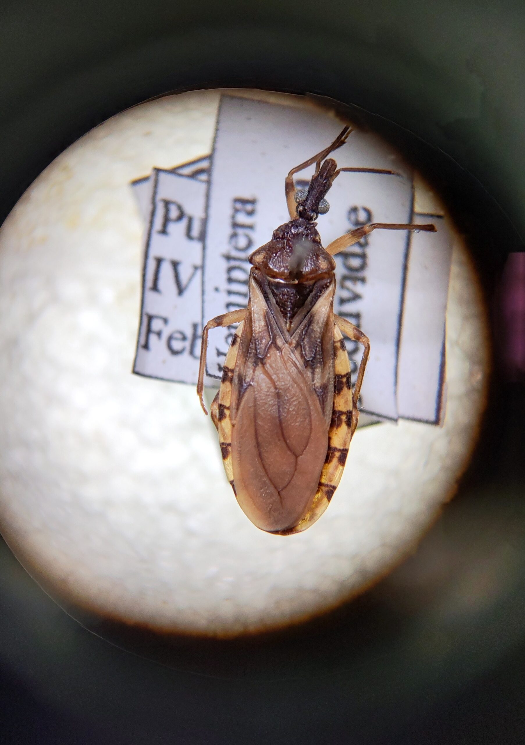 La vinchuca: el insecto que transmite el Mal de Chagas, una enfermedad ...