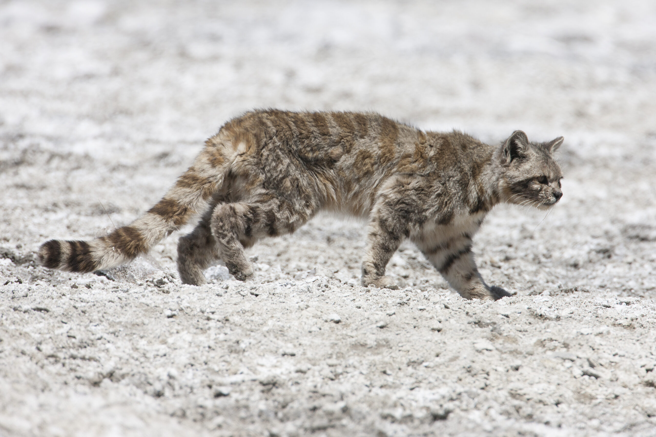Gato Andino es uno de los cinco felinos más amenazados del mundo ...