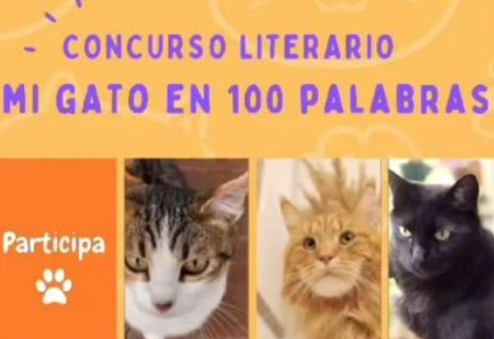 Participa en el concurso literario «Mi gato en 100 palabras” – G5noticias