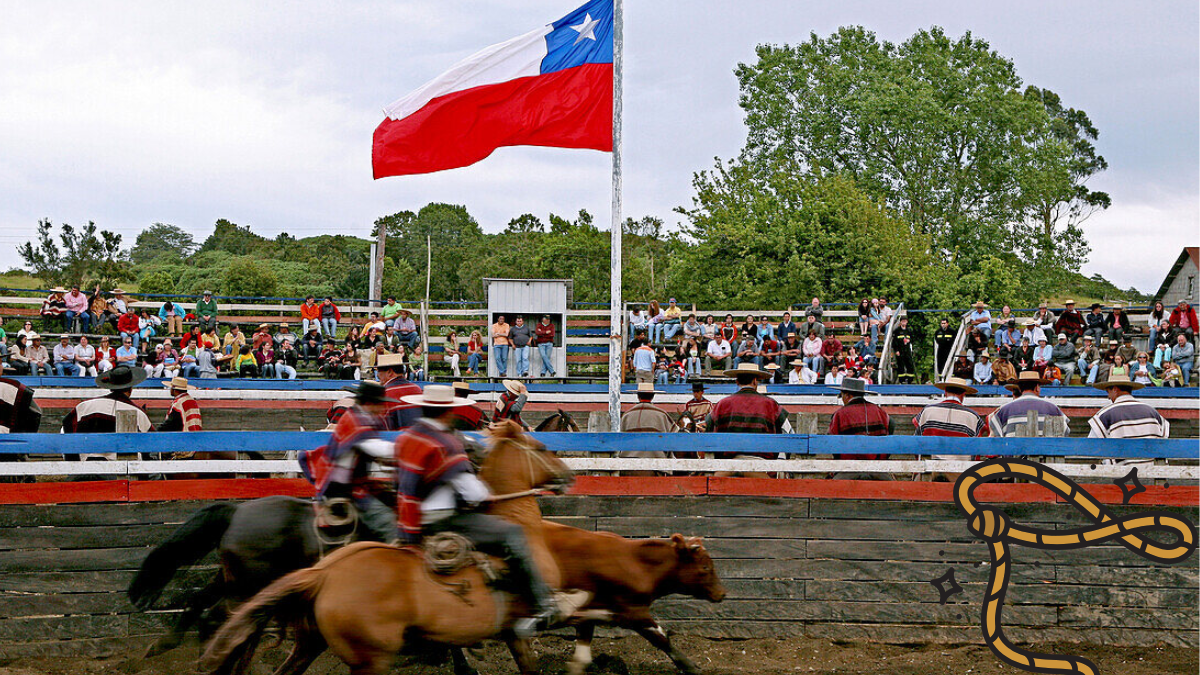 La fama de los caballos chilenos: el éxito del rodeo totalmente ...