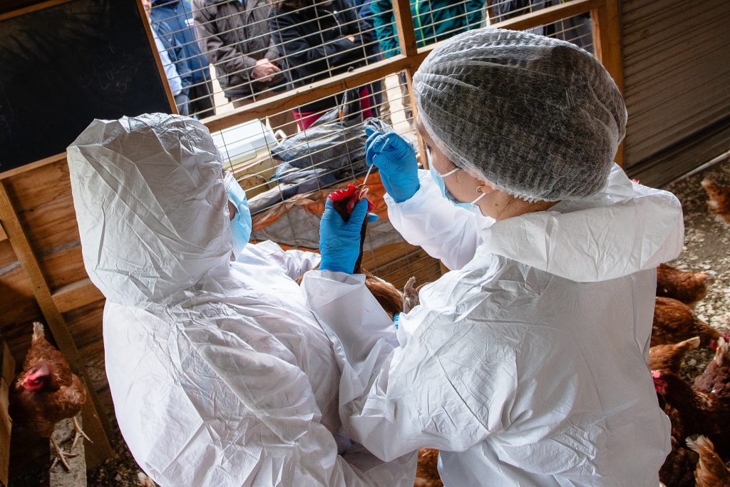 SAG confirma nuevos casos de influenza aviar en traspatios en ...