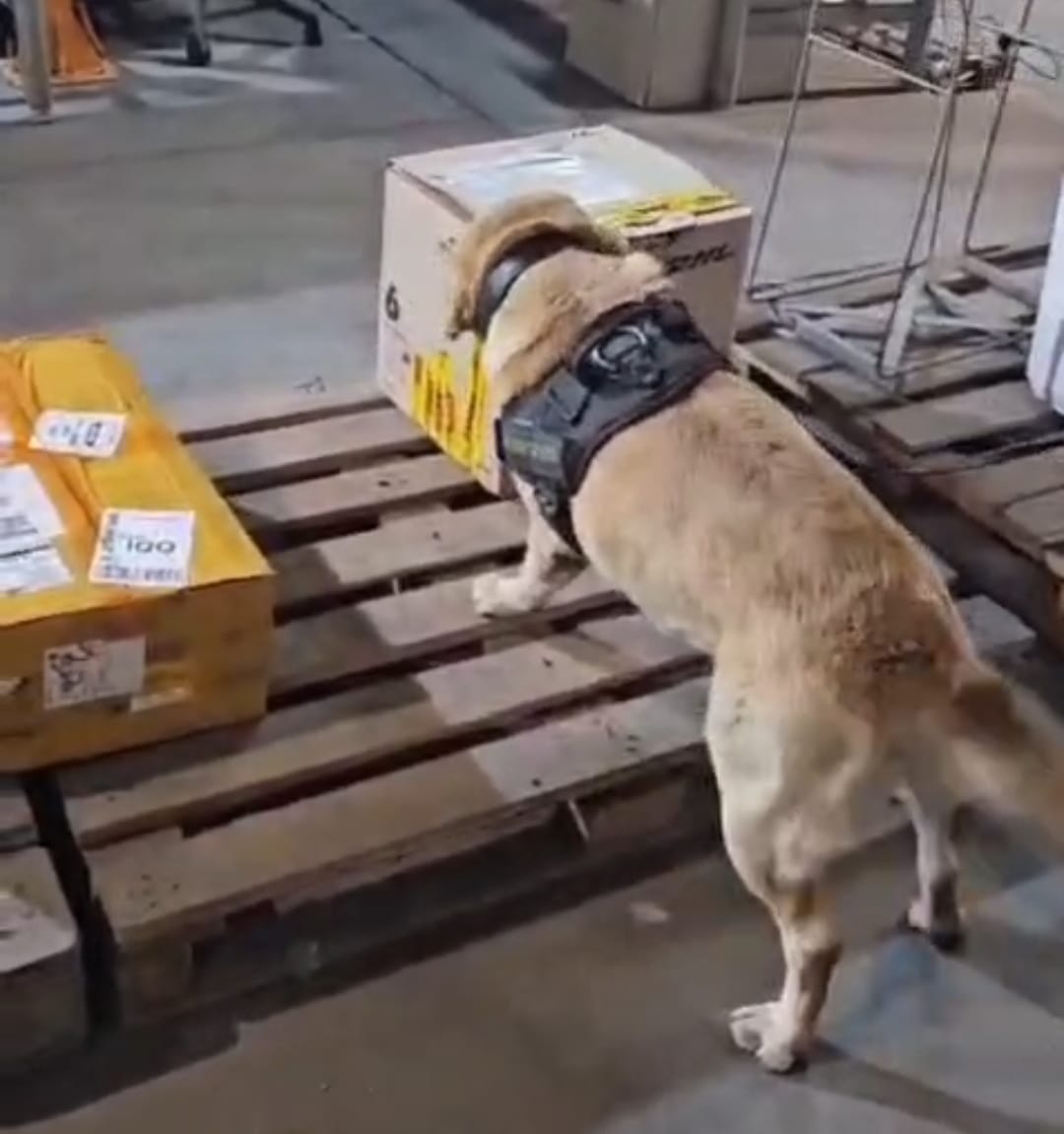 BRIANCO Iquique con la ayuda del ejemplar canino “Harold” encuentran ...