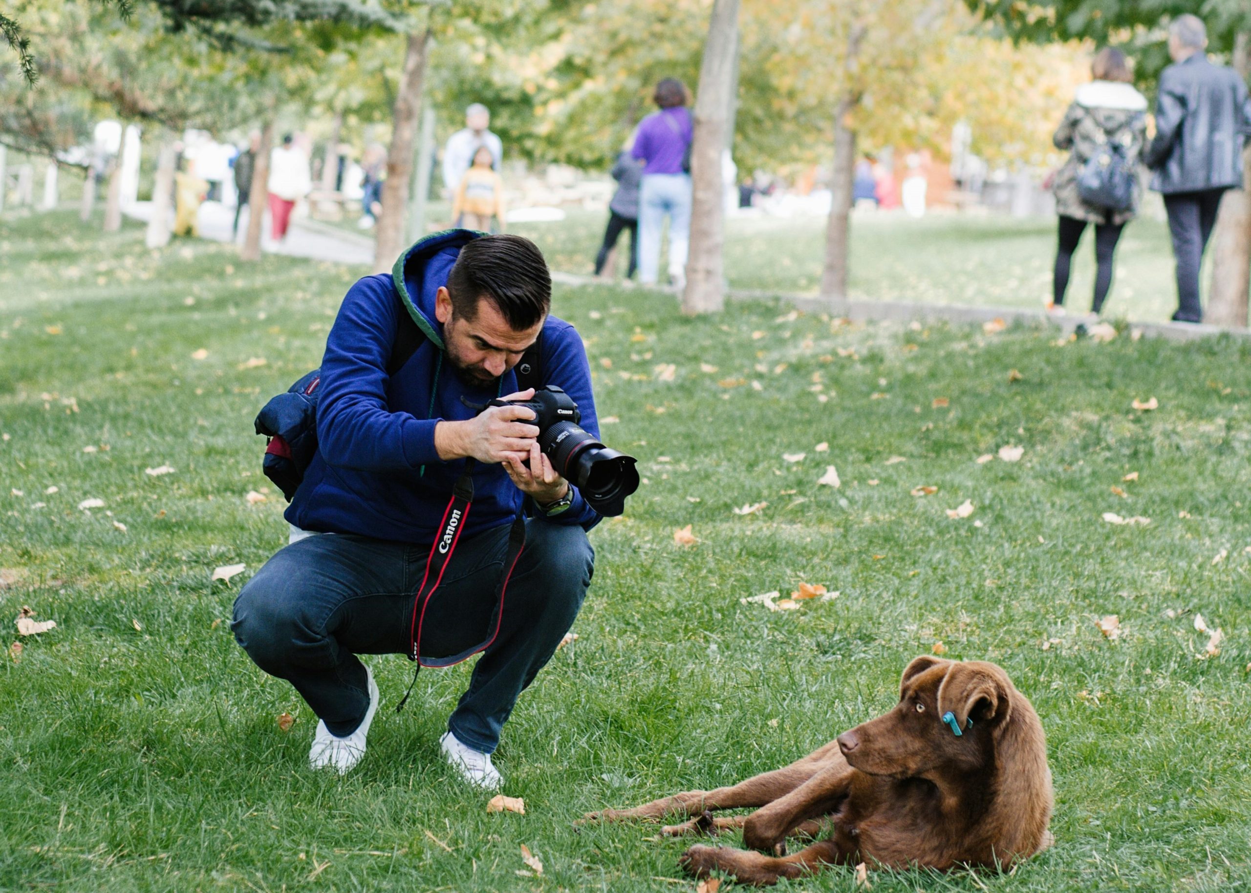 Haz que tu perro luzca como una estrella con esta guía de consejos ...