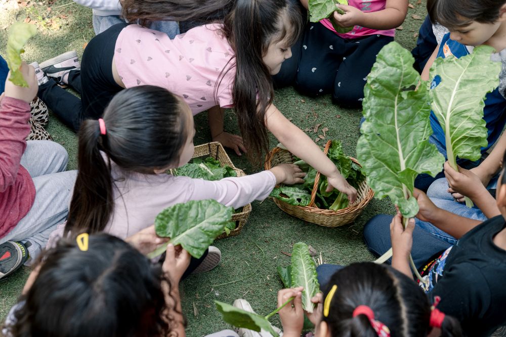 “Huerto Mágico” en La Pintana: Educación inicial que cultiva el ...