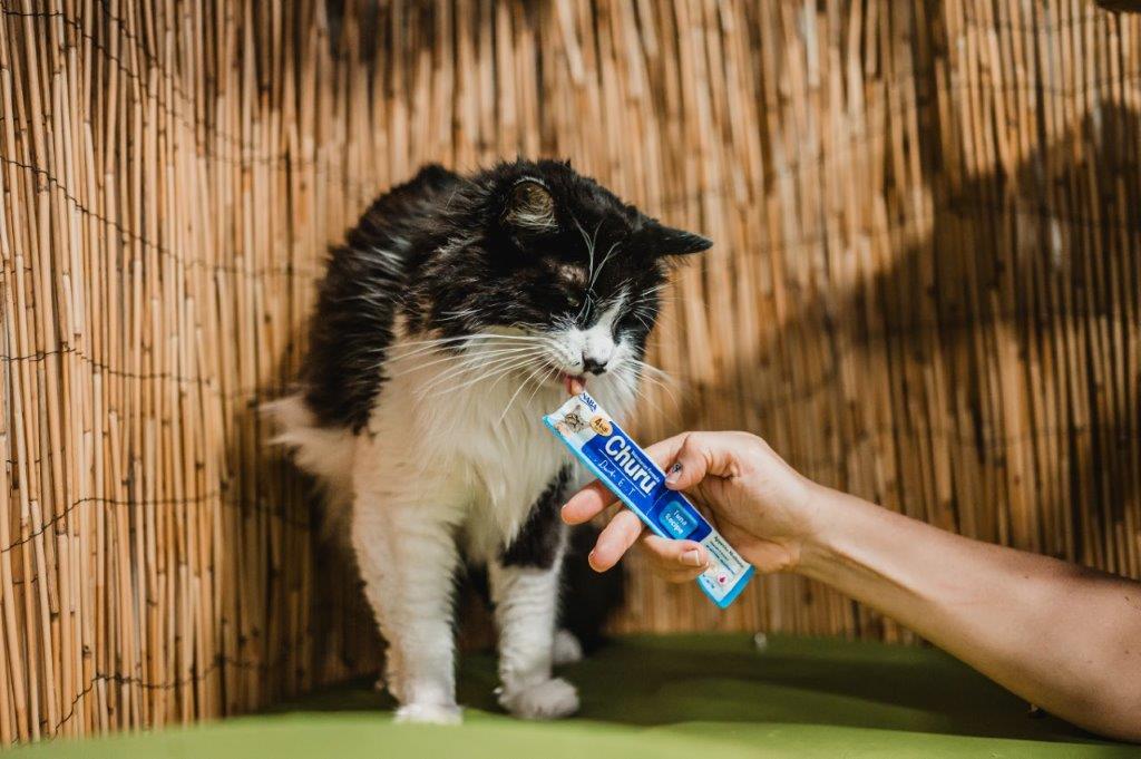 Mes del Gato ¿Por qué son cada vez más populares en Chile? – G5noticias