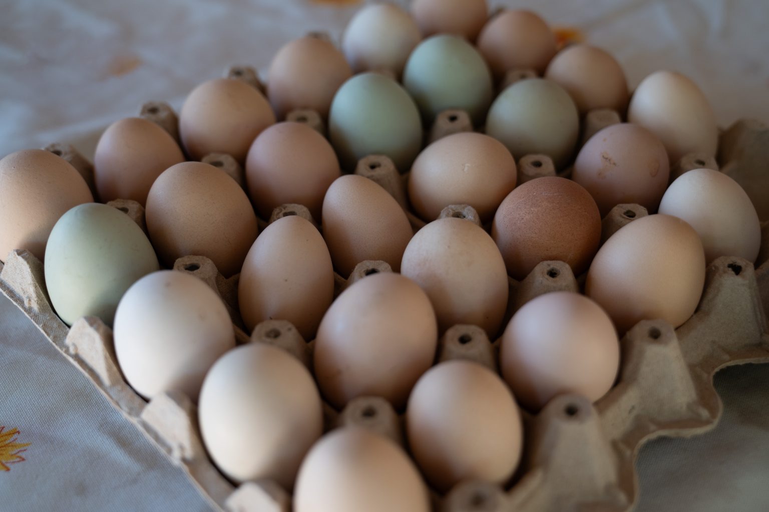 Resultados de investigación de la UOH avanzan hacia un sello regional ...