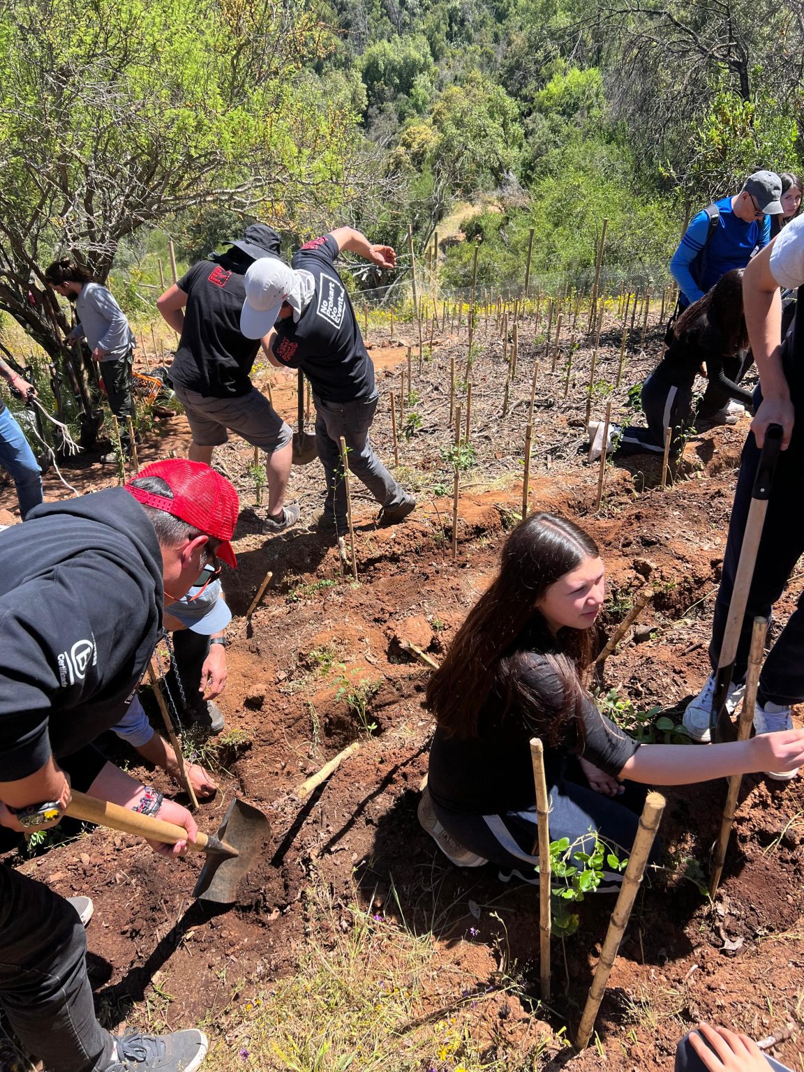 Plantan 400 árboles nativos en Santuario San Juan de Piche gracias a ...