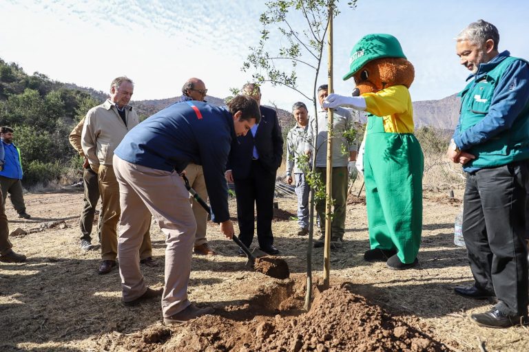CONAF dona cien árboles nativos como aporte a la reforestación del ...